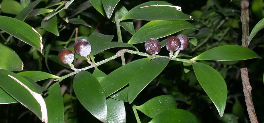 The Asian Bayberry – Nageia nagi – Jungle Gardens