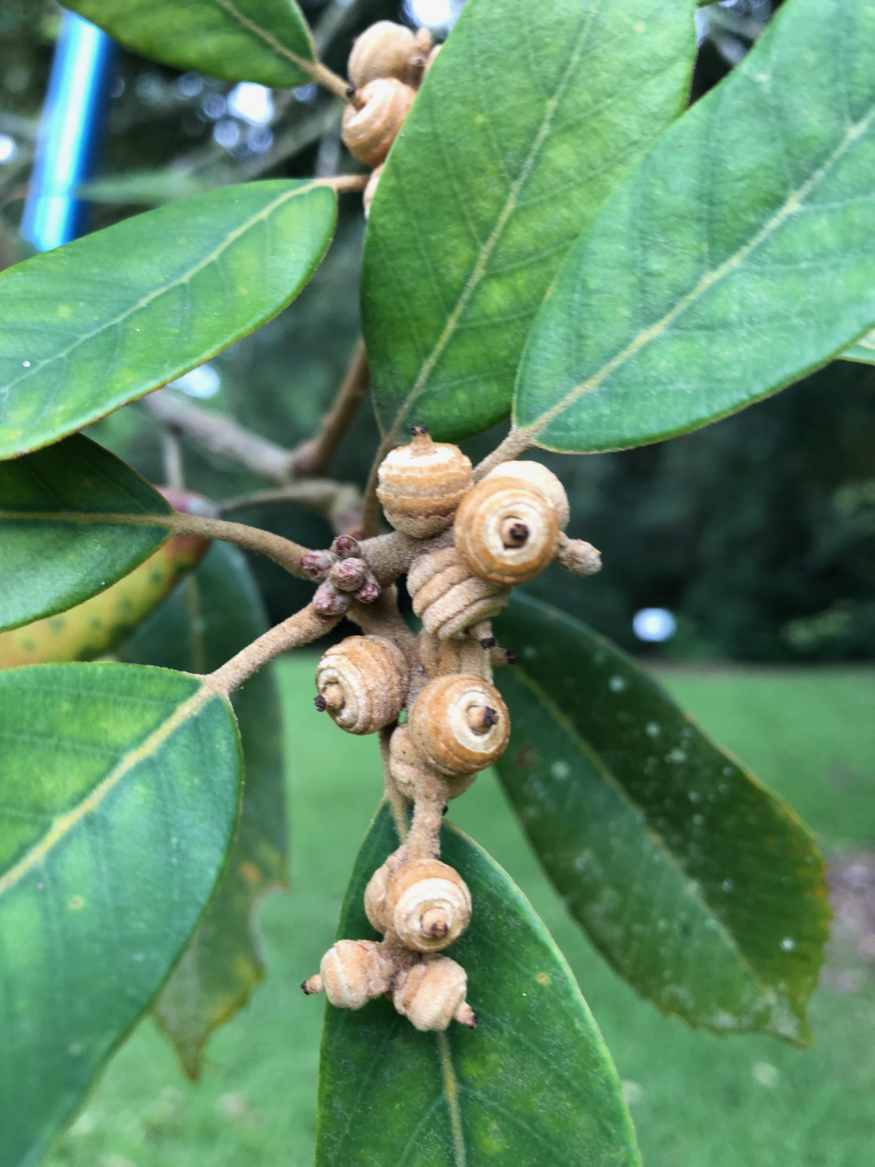 Chinese Oaks in Jungle Gardens producing acorns – Jungle Gardens