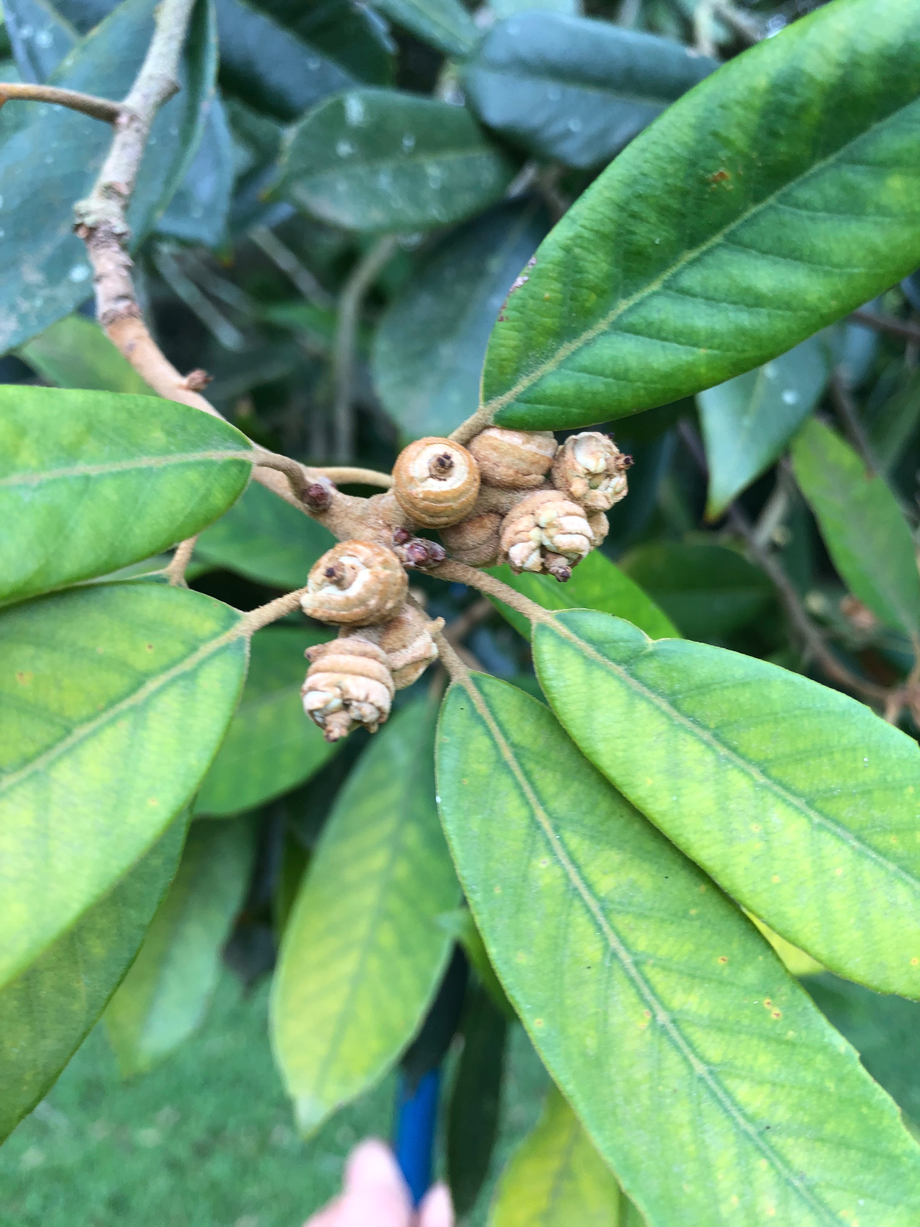 Chinese Oaks in Jungle Gardens producing acorns – Jungle Gardens