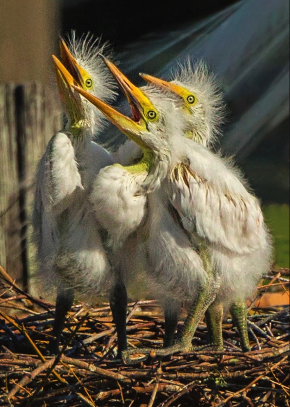 Avery Island’s Bird City in Jungle Gardens – Jungle Gardens