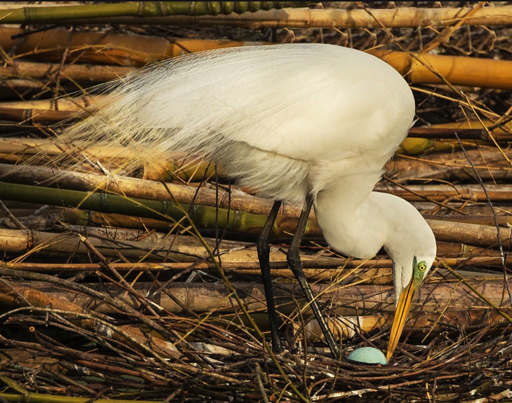 Avery Island’s Bird City in Jungle Gardens – Jungle Gardens