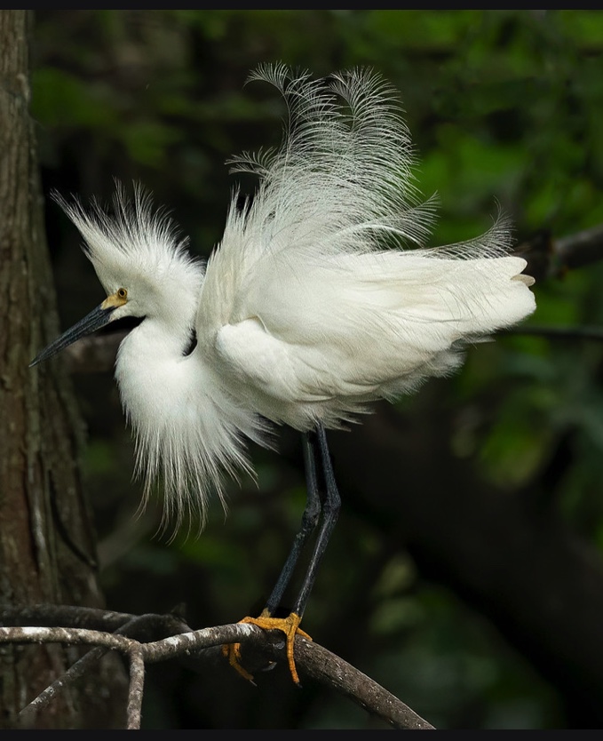 Avery Island’s Bird City in Jungle Gardens – Jungle Gardens