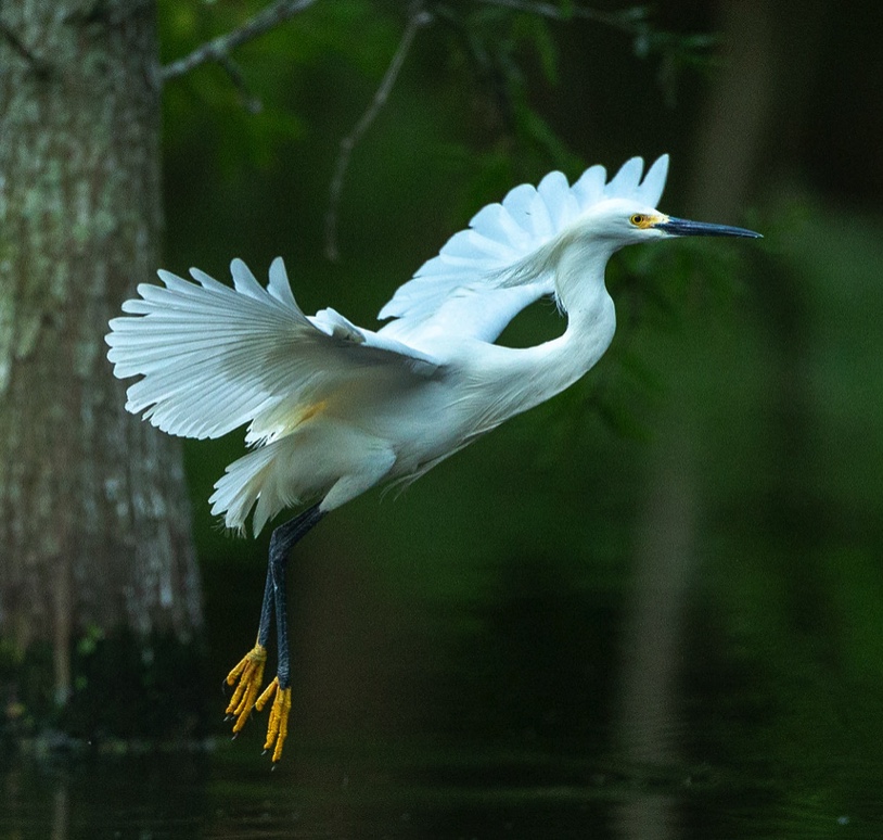 Avery Island’s Bird City in Jungle Gardens – Jungle Gardens