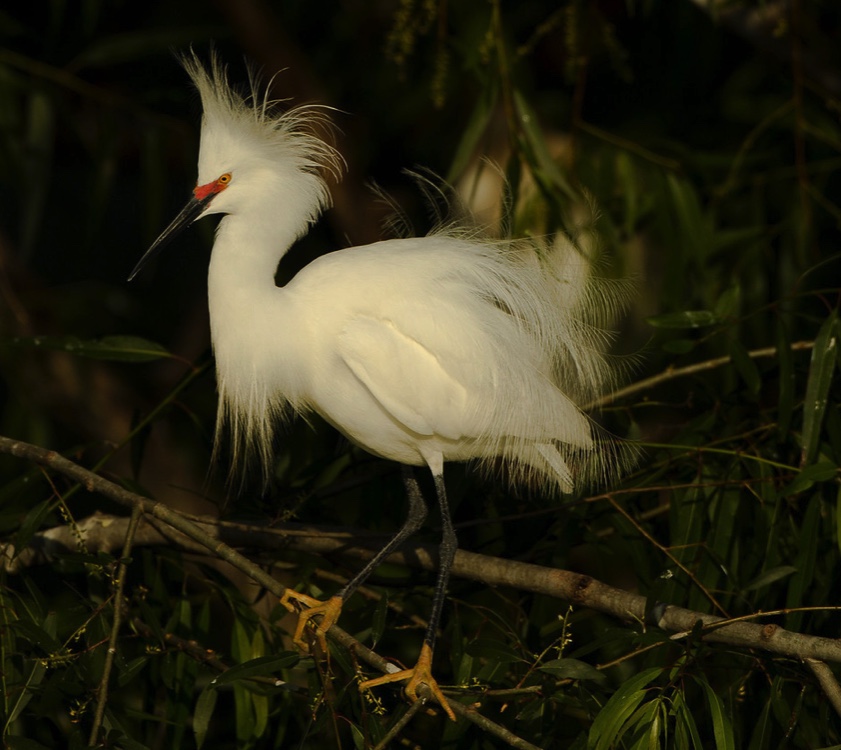 The Birds of Bird City in Jungle Gardens – Jungle Gardens