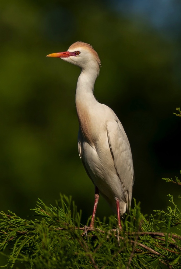 The Birds of Bird City in Jungle Gardens – Jungle Gardens